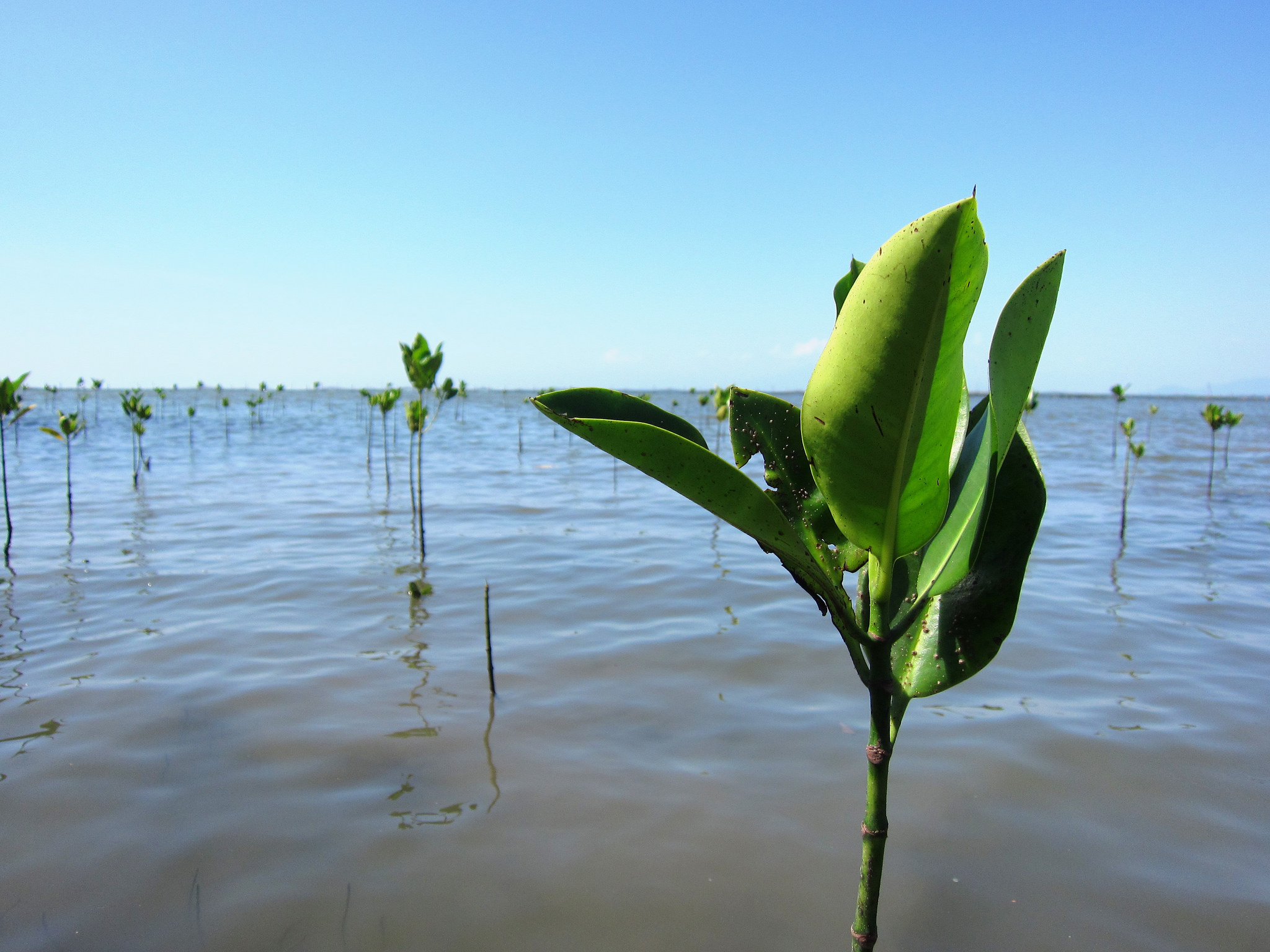 New Open Online Course From Climate Science To Action Connect4Climate new-open-online-course-from-climate-science-to-action-connect4climate